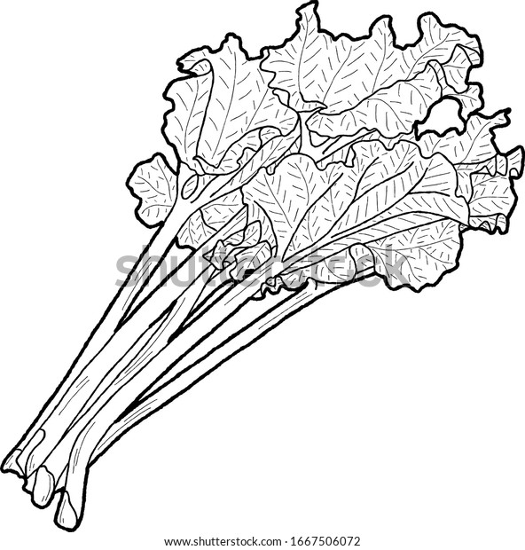Rhubarb Vector Illustration Hand Drawn Vegetable Stock Vector (Royalty ...