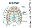 Rib Cage Royalty-Free Images, Stock Photos & Pictures | Shutterstock