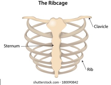 5,987 Clavicle and ribs anatomy Images, Stock Photos & Vectors ...