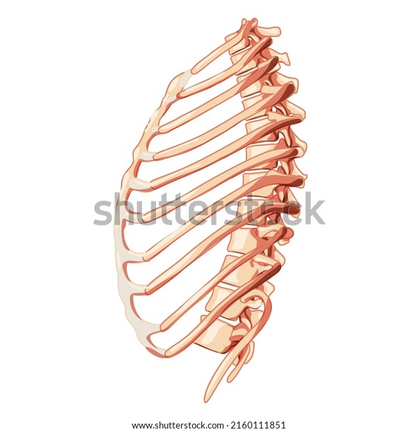 11,511 Thorax Anatomy Images, Stock Photos & Vectors | Shutterstock