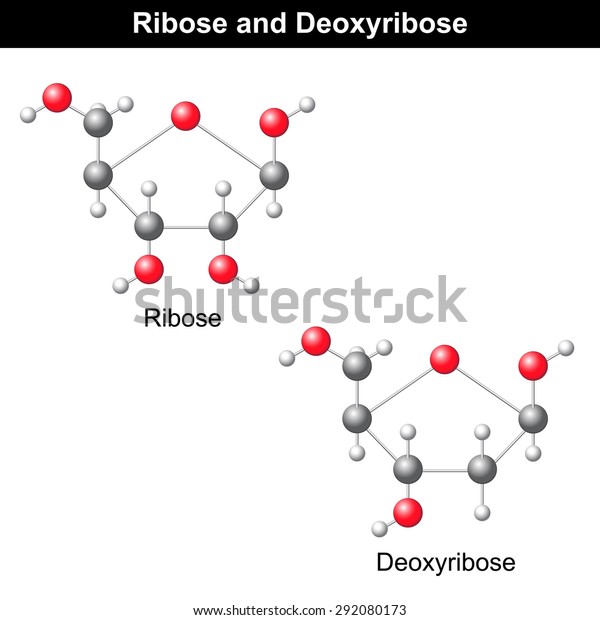 Ribose Deoxyribose Molecular Structures Dna Rna Stock Vector (Royalty ...