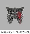 18+ Thousand Rib Cage Royalty-Free Images, Stock Photos & Pictures ...
