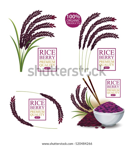 Rice Berry Vector Illustration Stock Vector (Royalty Free) 520484266 ...