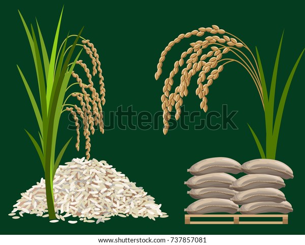 Rice Harvest Concept Set Vector Illustration Stock Vector (Royalty Free ...