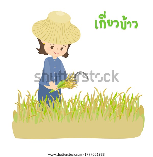 Rice Harvest Vector Thai Language Mean Stock Vector (Royalty Free ...