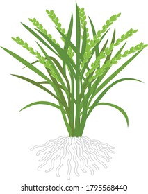 Rice Paddy Vector On White Background Stock Vector (Royalty Free ...