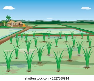 2,507 Paddy Field Vector Design Images, Stock Photos & Vectors ...