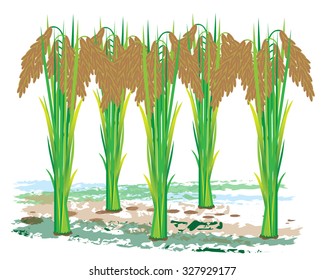 Rice Plant Vector Design Stock Vector (Royalty Free) 327929177 ...