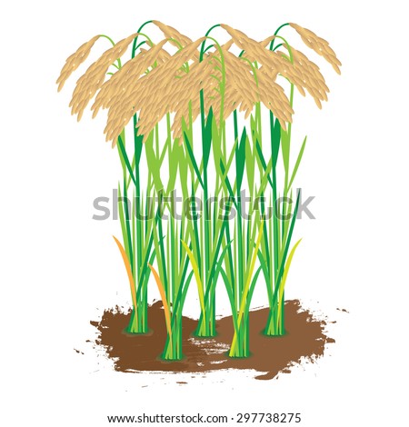 Rice Plant Vector Design Stock Vector (Royalty Free) 297738275 ...