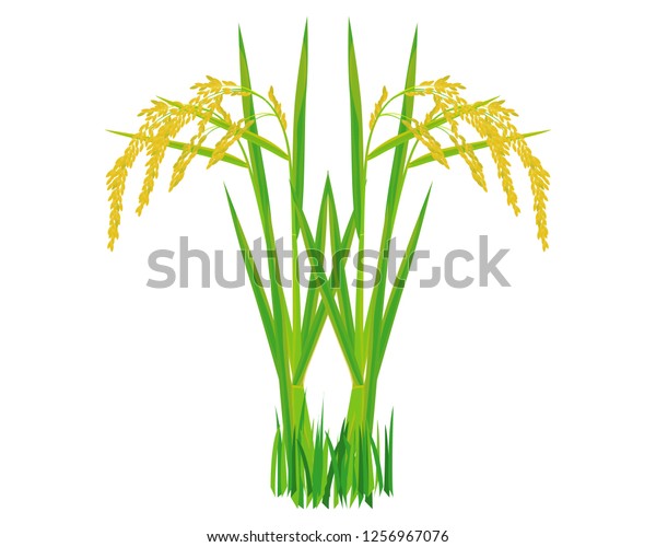 Rice Plant Vector Design: vector de stock (libre de regalías ...