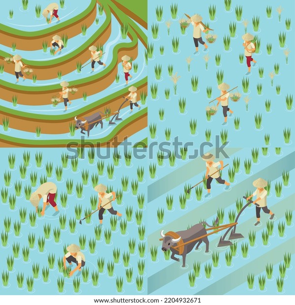 Rice Production Isometric Set Square Compositions Stock Vector (Royalty ...