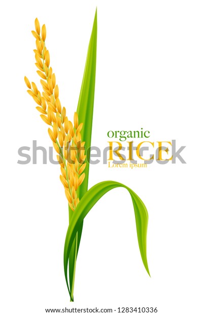 Rice Realistic Vector Illustration Stock Vector (Royalty Free ...