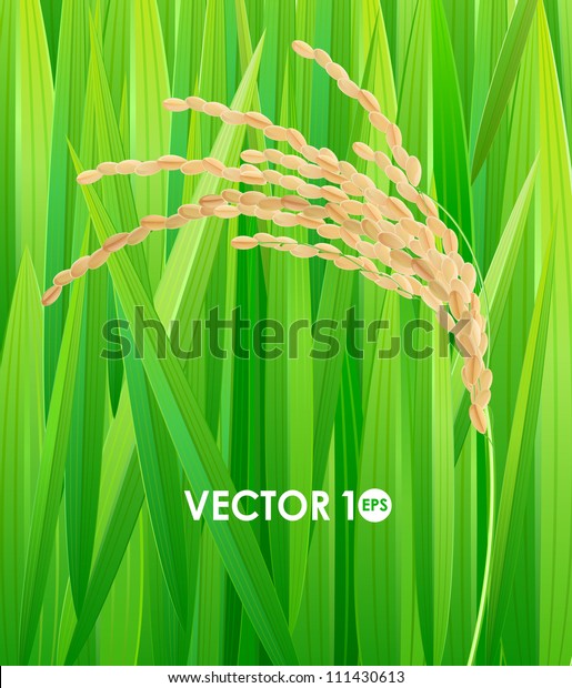 Rice Spikelet Rice On Background Green Stock Vector (Royalty Free ...