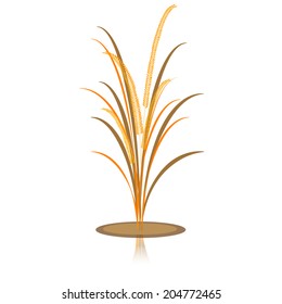 Rice Spikelet Rice On White Background Stock Vector (Royalty Free ...