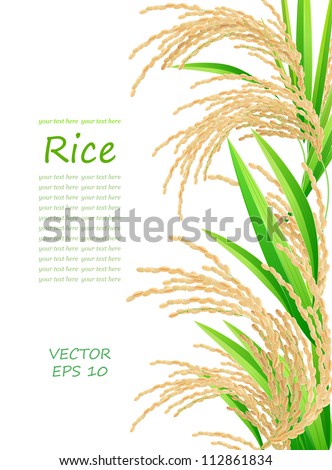 Rice Spikelet Rice On White Background Stock Vector (Royalty Free ...