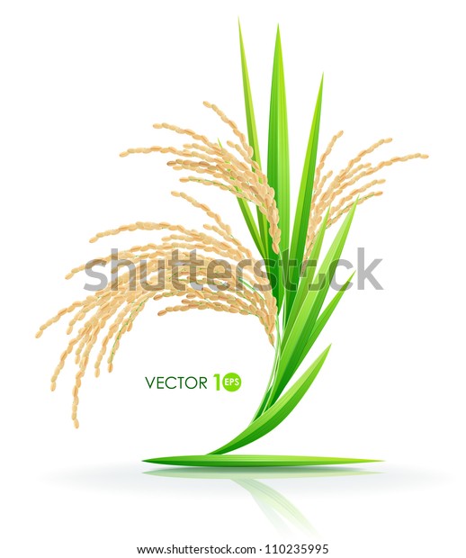 Rice Spikelet Rice On White Background Stock Vector (Royalty Free ...