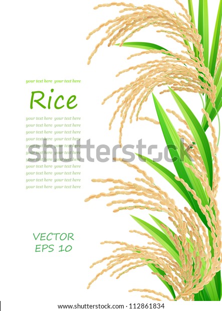Rice Spikelet Rice On White Background: vetor stock (livre de direitos ...