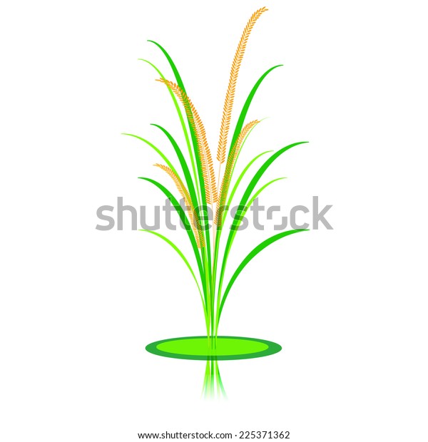 Rice Spikelet Rice On White Background Stock Vector (Royalty Free ...