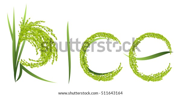 Rice Word Composed Green Rice Heads Stock Vector (Royalty Free ...