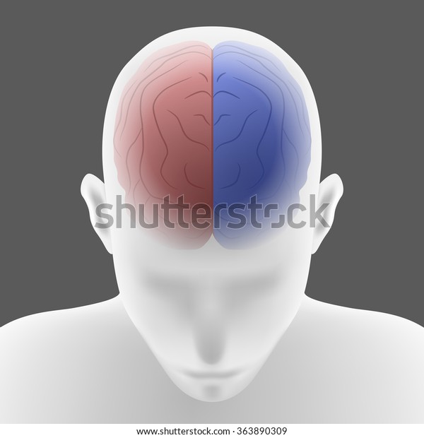 오른쪽 뇌, 왼쪽 뇌, 인간 머리 스톡 벡터(로열티 프리) 363890309
