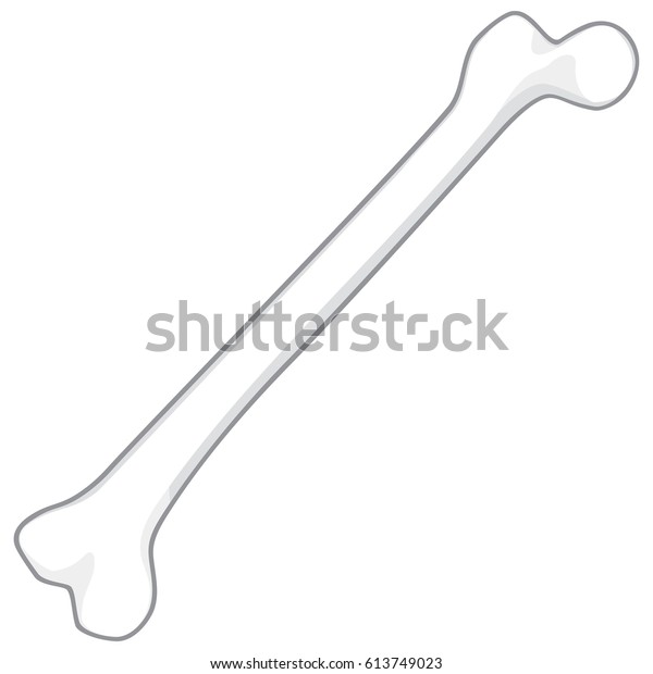 Right Tight Femur Bone Vector Illustration Stock Vector (Royalty Free ...