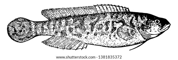River Blackfish Australian Fish Percichthyidae Family Stock Vector ...