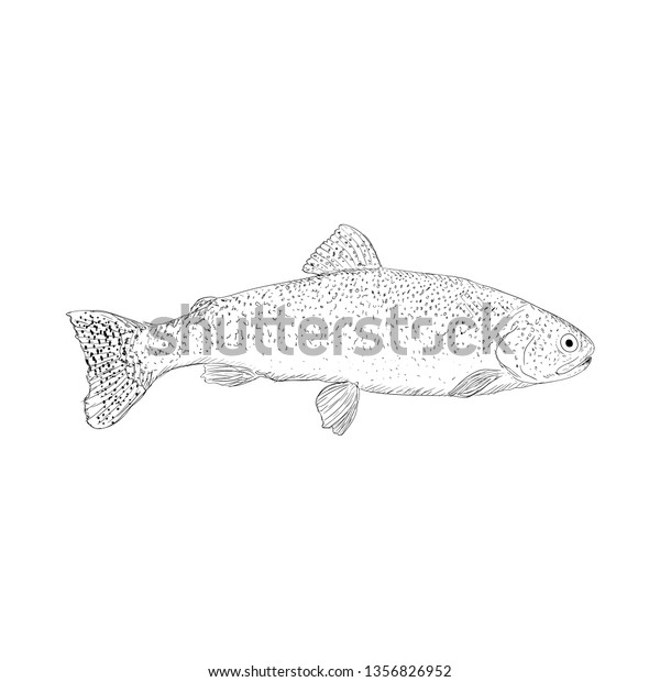 River Darter Illustration Vector Hand Drawn Stock Vector (Royalty Free ...
