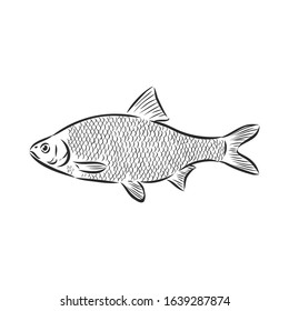 River Fish Vector Sketch Illustration Stock Vector (Royalty Free ...