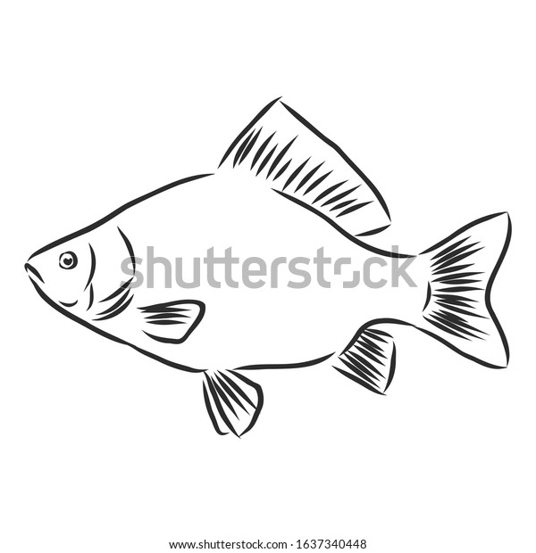 River Fish Vector Sketch Illustration Stock Vector (Royalty Free ...
