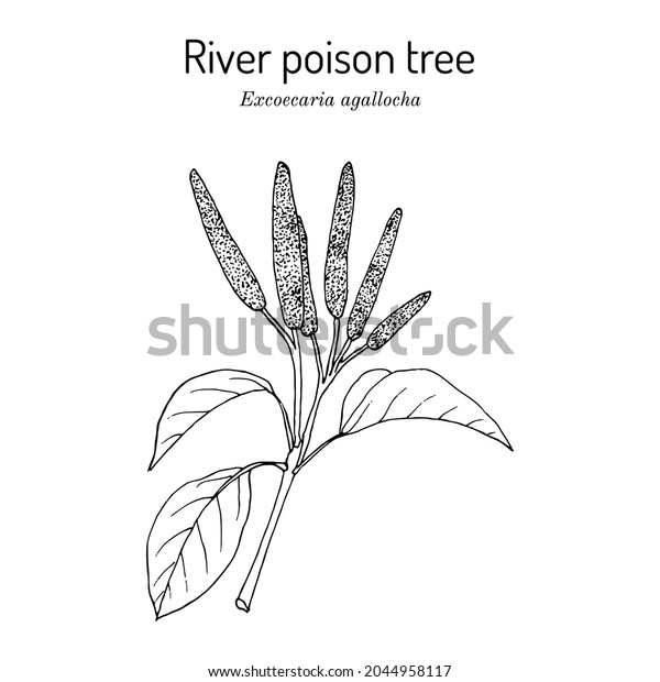 River Poison Tree Blindyoureye Mangrove Excoecaria Stock Vector ...
