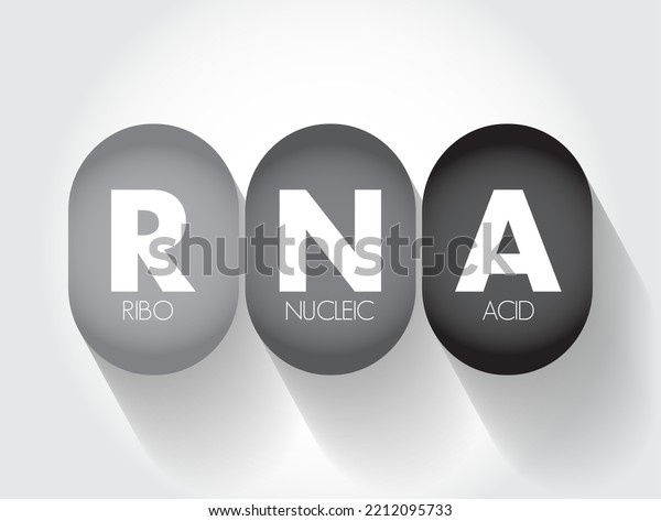 Rna Ribonucleic Acid Polymeric Molecule Essential Stock Vector (Royalty Free) 2212095733 ...