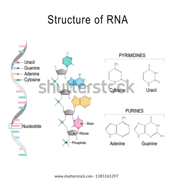 Rna Ribonucleic Acid Structural Formula Adenine Stock Vector (Royalty ...