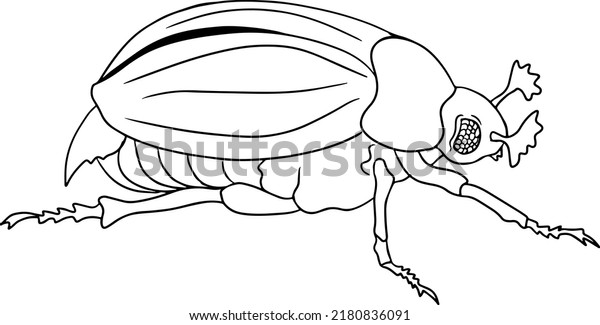 Roach Beetles Coloring Pages Detailed Illustration: เวกเตอร์สต็อก (ปลอด ...
