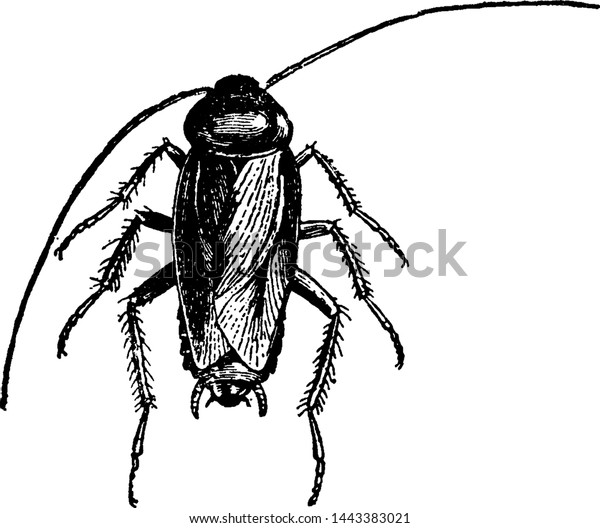 Roach Vintage Engraved Illustration Drawing Stock Vector (Royalty Free ...