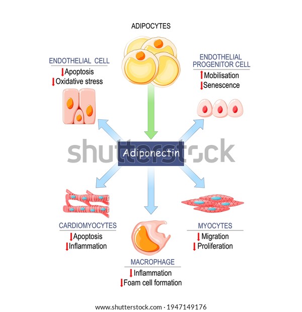 Papel de adiponectina. tejido adiposo que produjo adipokina a la ...