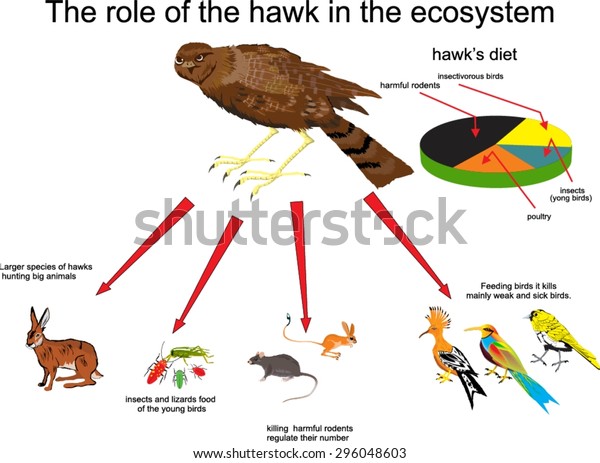 Role Hawk Ecosystem Illustration : image vectorielle de stock (libre de ...