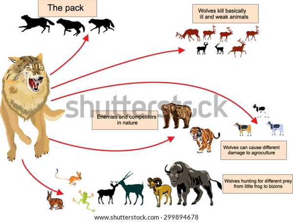 Role Wolf Ecosystem Infograchic Illustration Demonstrating Stock Vector ...