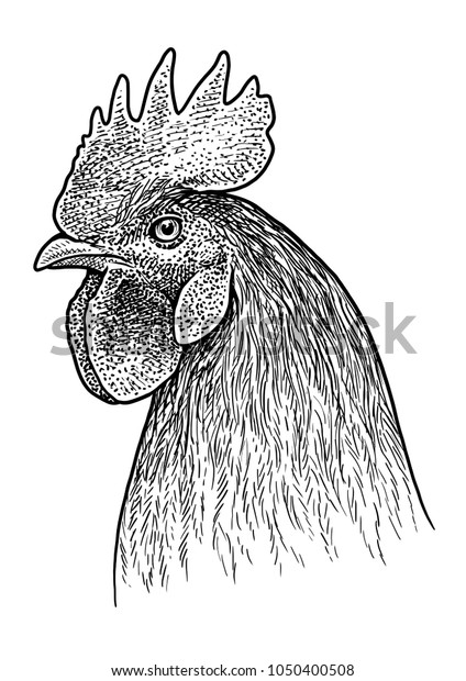 Rooster Head Portrait Illustration Drawing Engraving Stock Vector ...