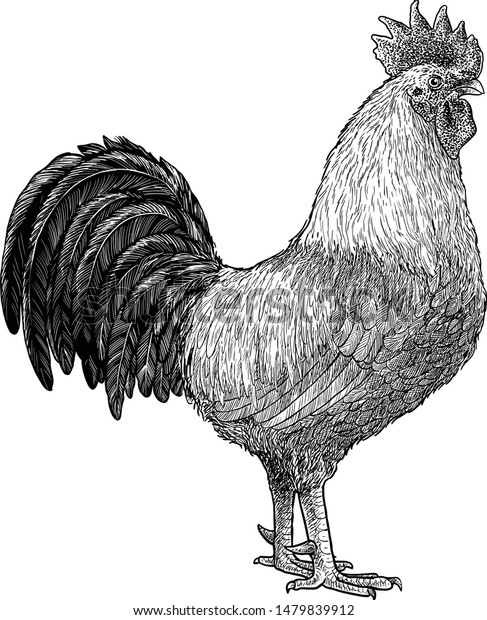 Rooster Illustration Drawing Engraving Ink Line Stock Vector (Royalty ...