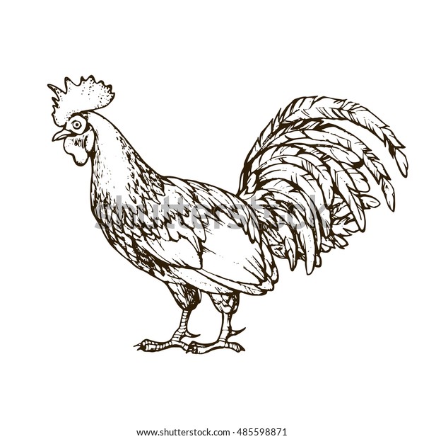Rooster Illustration Outline Hand Drawn Line Stock Vector (Royalty Free ...