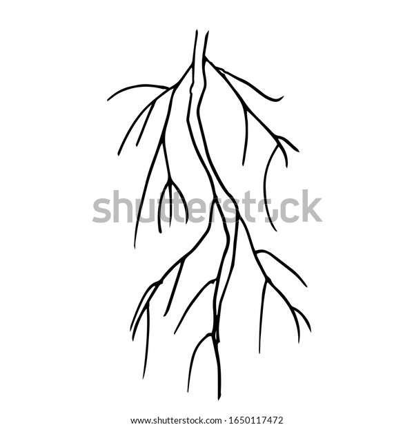 Root Fibrous Root System Vector Illustration Stock Vector (Royalty Free ...