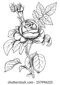 Rose Branch Black White Stock Vector (Royalty Free) 257996225 ...
