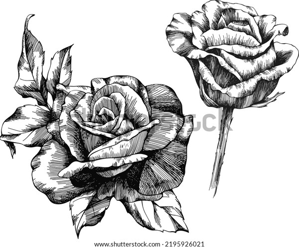 Rose Flower Outline Vector Hand Drawn Stock Vector (Royalty Free ...