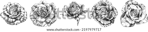Rose Flower Outline Vector Hand Drawn Stock Vector (Royalty Free ...