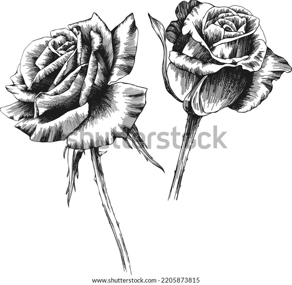 Rose Flower Outline Vector Hand Drawn Stock Vector (Royalty Free ...