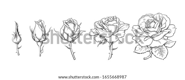 Rose Flowers Set Stages Rose Blooming: vetor stock (livre de direitos ...