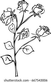 Rose Flowers Sketch Calligraphy Vector Stock Vector (Royalty Free ...