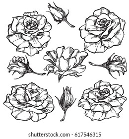 Rose Flowers Vector Set On White Stock Vector (Royalty Free) 617546315 ...