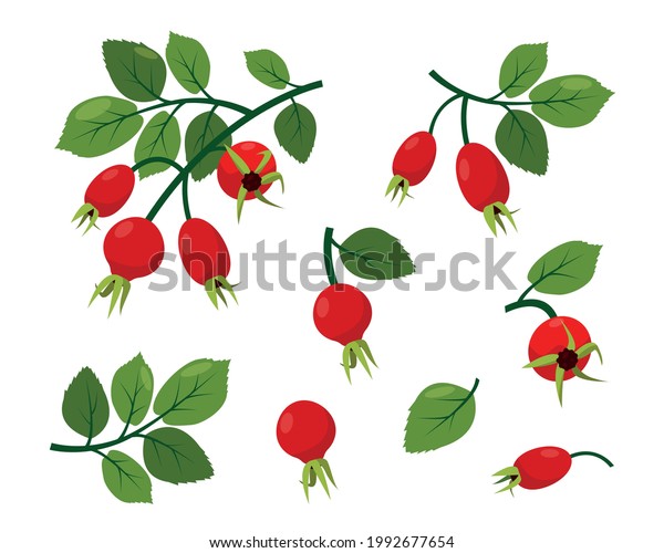Rose Hips Icons Collection Isolated On Stock Vector (Royalty Free ...