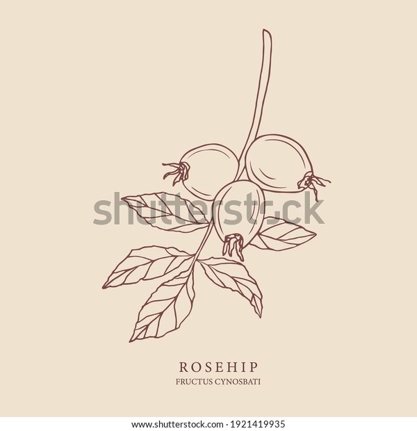 Rosehip Hand Drawn Illustration Botanical Design Stock Vector (Royalty ...